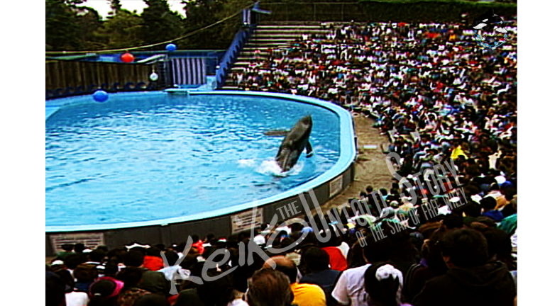 The Truth Behind Free Willy: Keiko’s Real Story