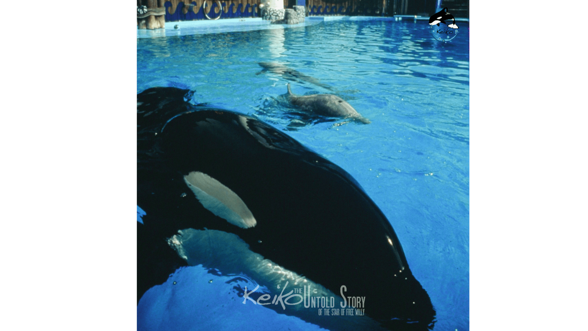 The Truth Behind Free Willy: Keiko’s Real Story